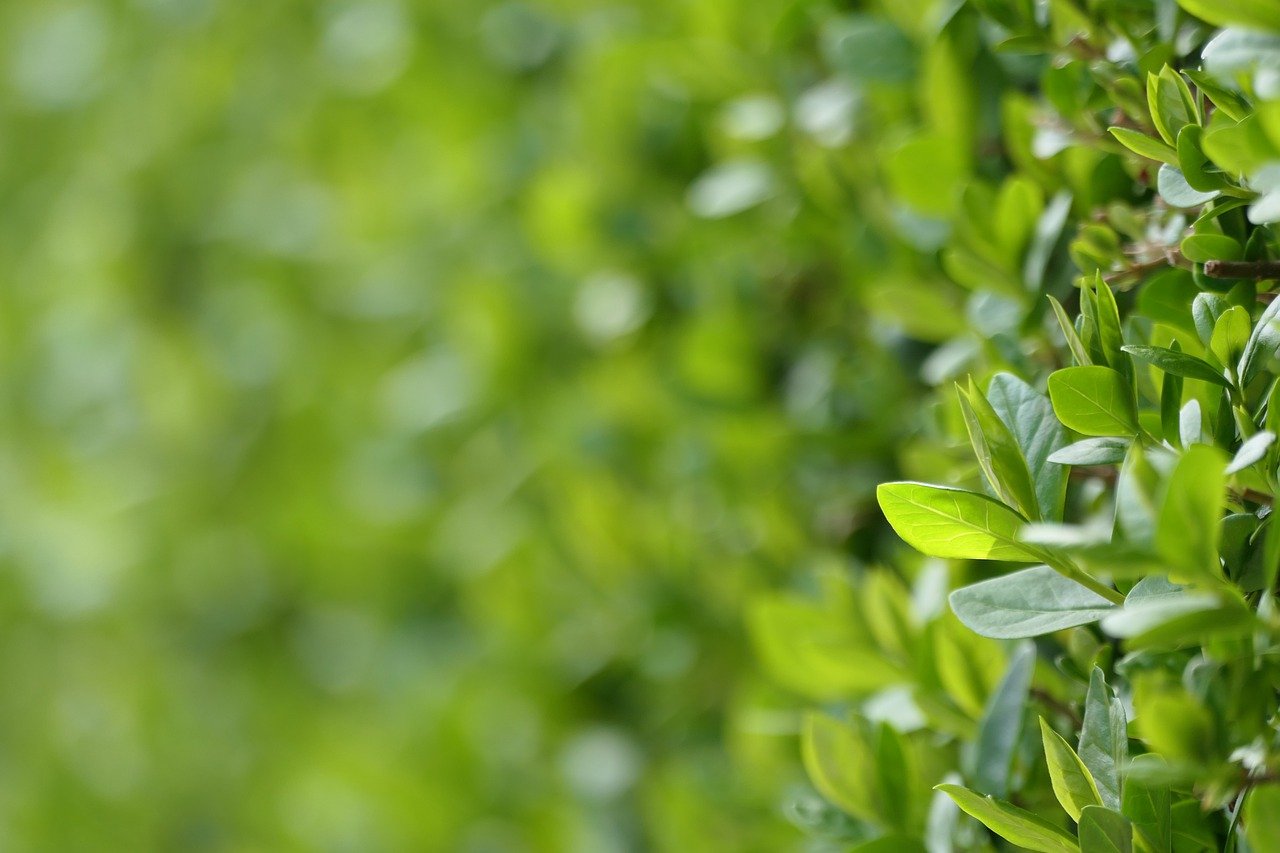 Topiary themed Home and Gardener Gifts by Michelle Masters – Michelle ...